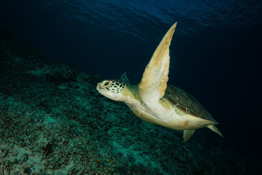 Graceful flying turtle | Smithsonian Photo Contest | Smithsonian Magazine