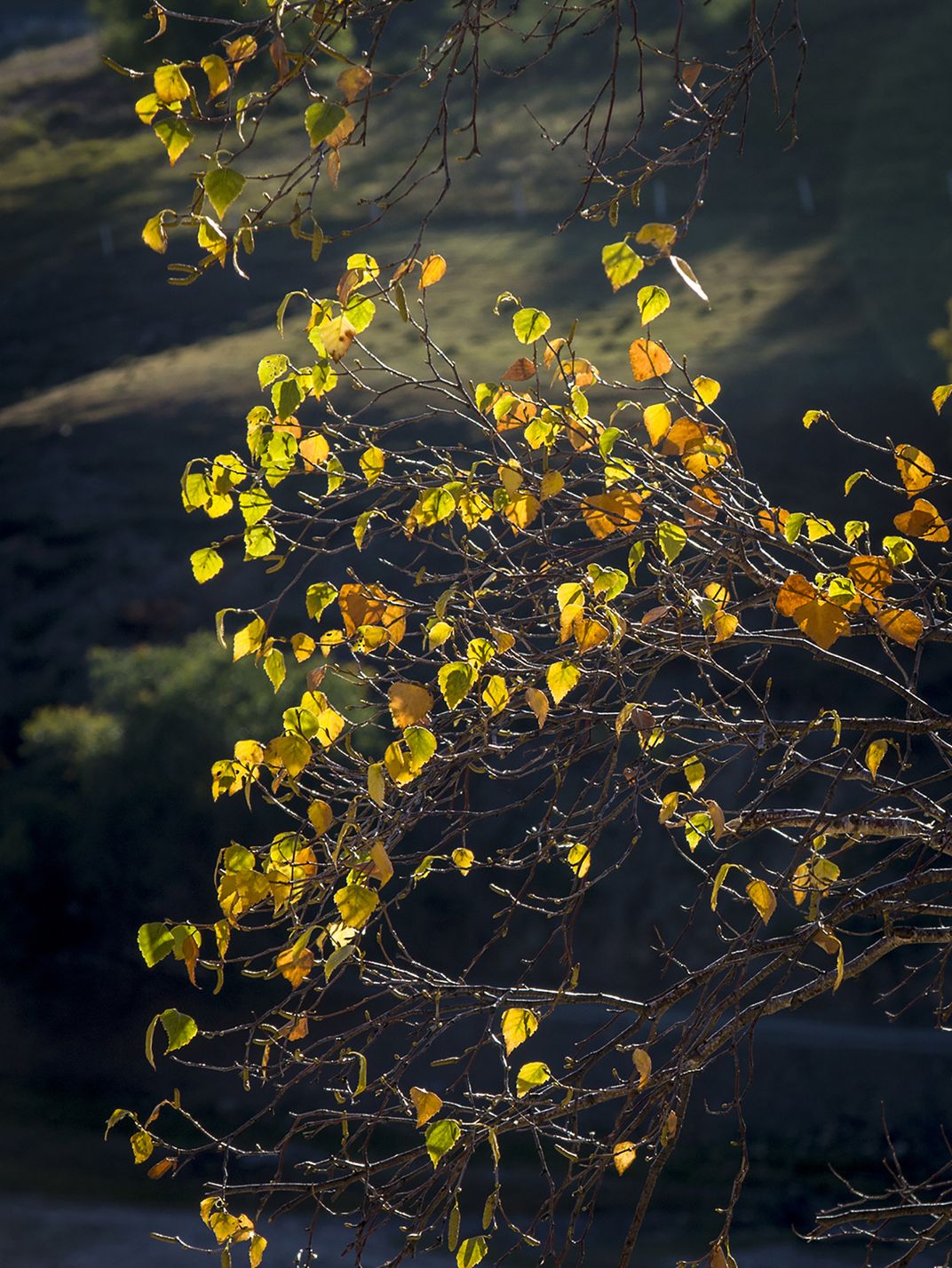 Autumn leaves is bright | Smithsonian Photo Contest | Smithsonian Magazine