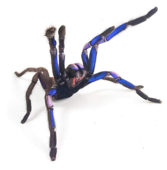 See the New 'Enchanting' Electric Blue Tarantula Discovered in Thailand