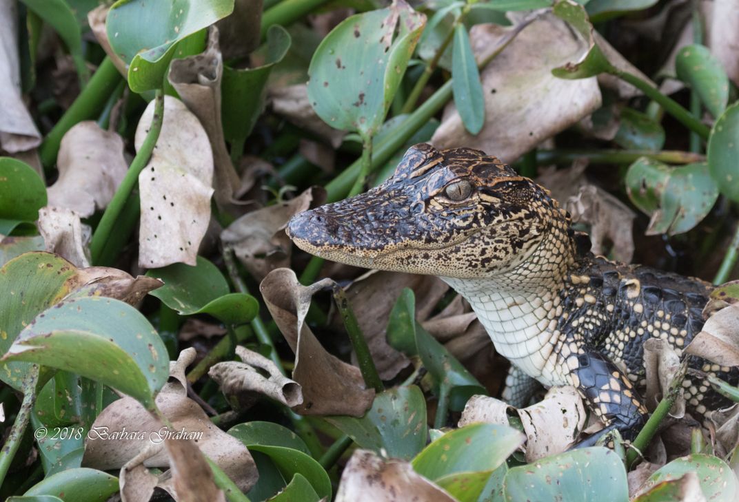 Baby gator in the midst of leaves. | Smithsonian Photo Contest ...