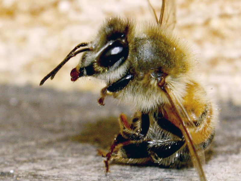 Bee resting on a beehive | Smithsonian Photo Contest | Smithsonian Magazine