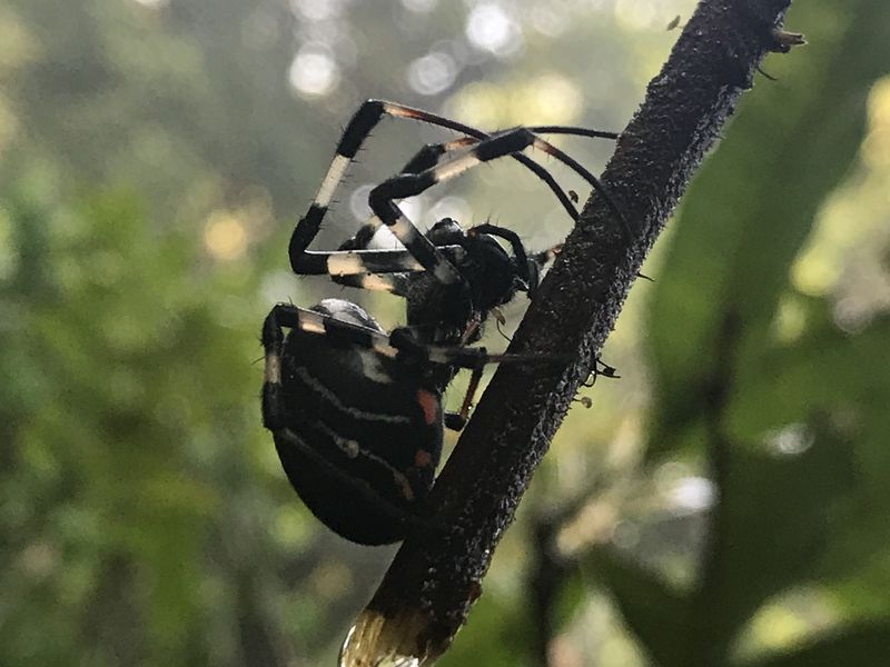 Spider in its natural environment | Smithsonian Photo Contest ...