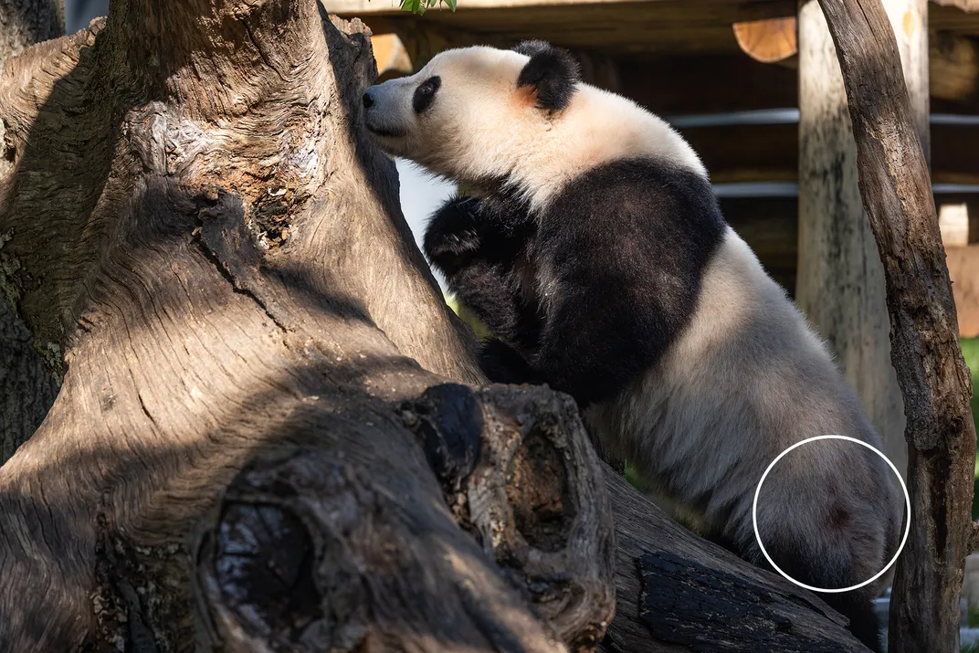 How Can You Tell the National Zoo's Giant Pandas Apart? | Smithsonian ...