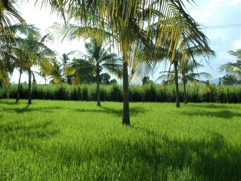 Paddy field among coconut trees. | Smithsonian Photo Contest ...