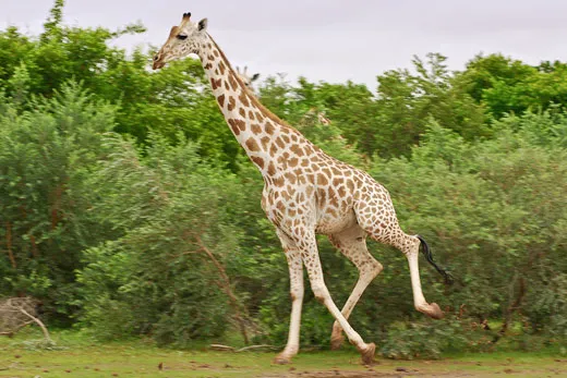 animals called niger