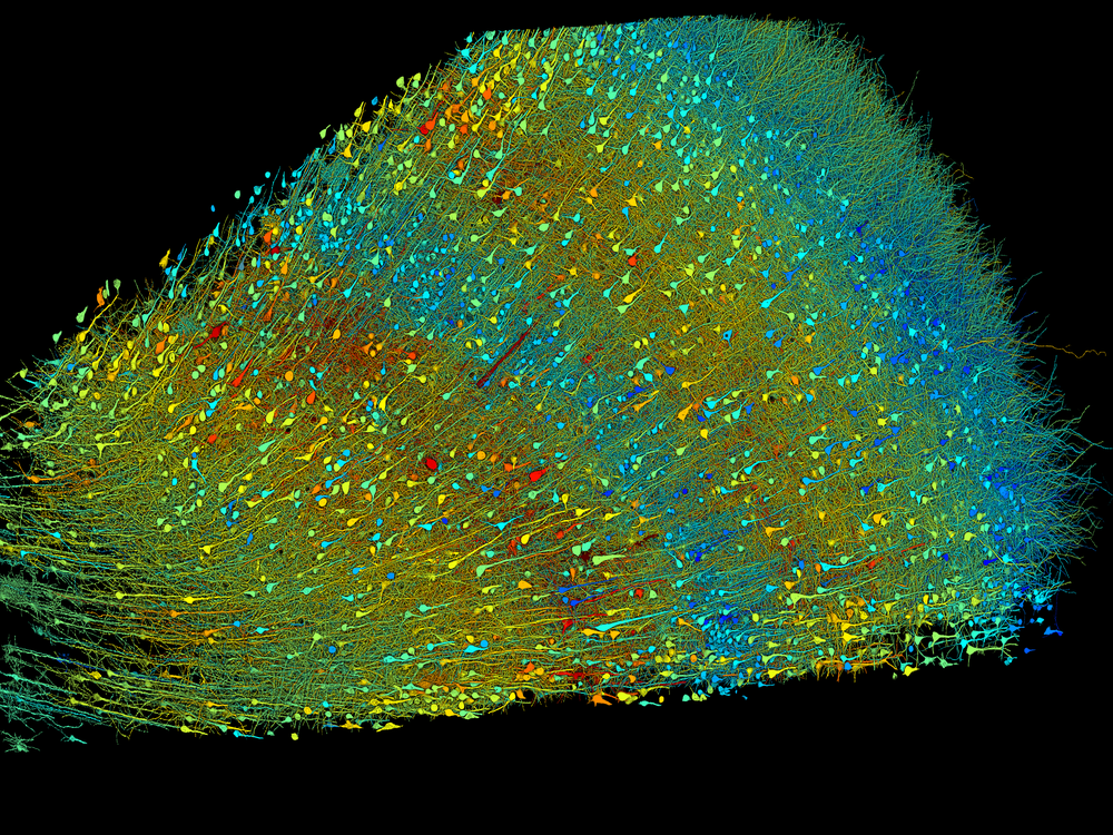 Scientists Imaged and Mapped a Tiny Piece of Human Brain. Here's What ...