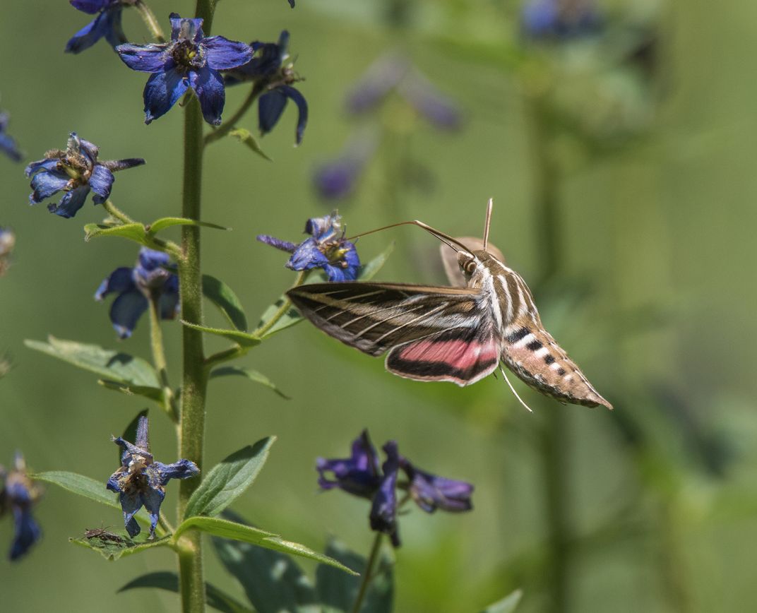 Supper for a Sphinx | Smithsonian Photo Contest | Smithsonian Magazine