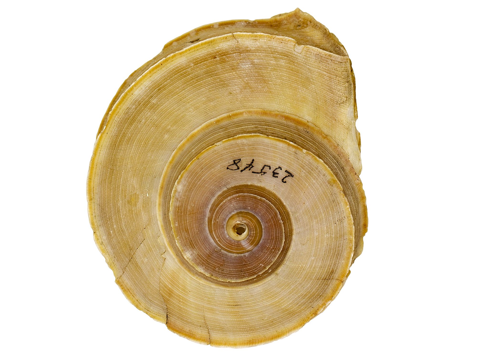 The History of the World in Seven Snails | Smithsonian Voices ...