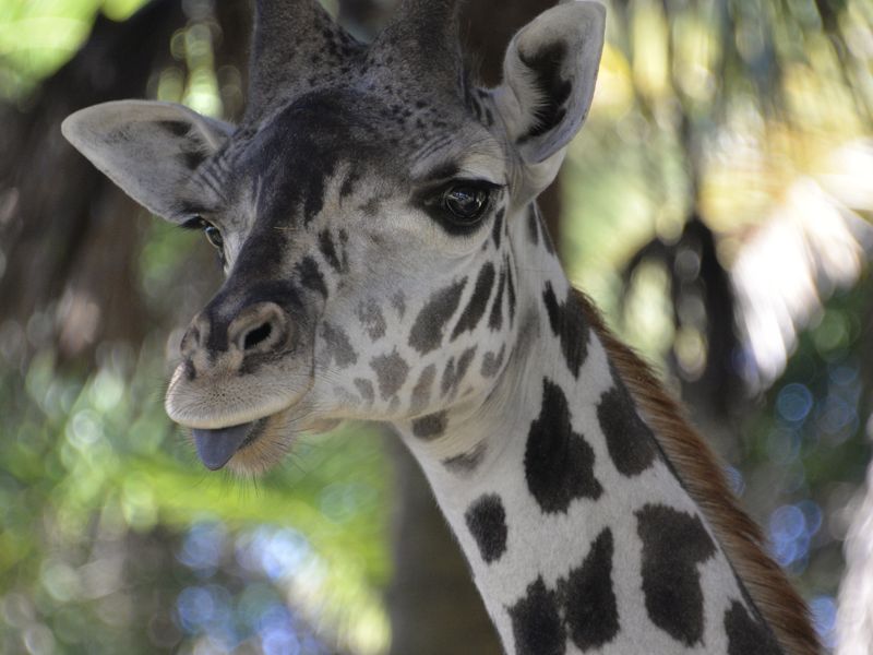 Giraffe at Disney's Animal Kingdom Park | Smithsonian Photo Contest ...