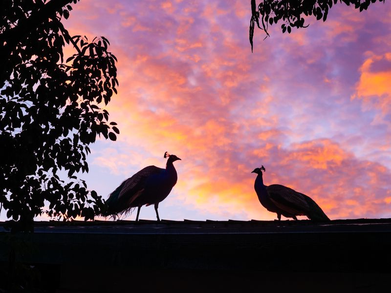 Peacocks on the roof at sunset | Smithsonian Photo Contest ...