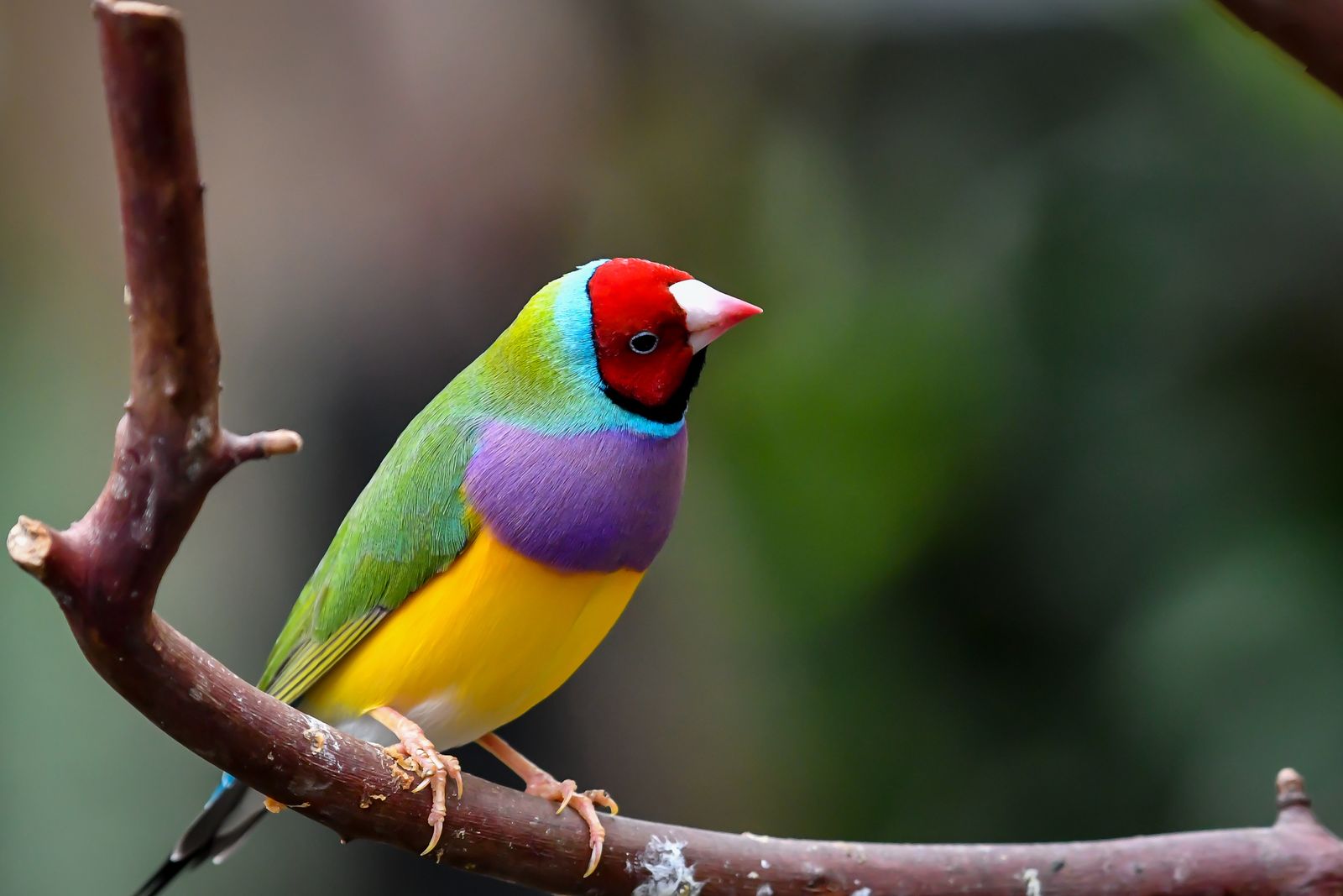 Tropical Birds Are Struggling to Cope With Extreme Heat, Research Suggests