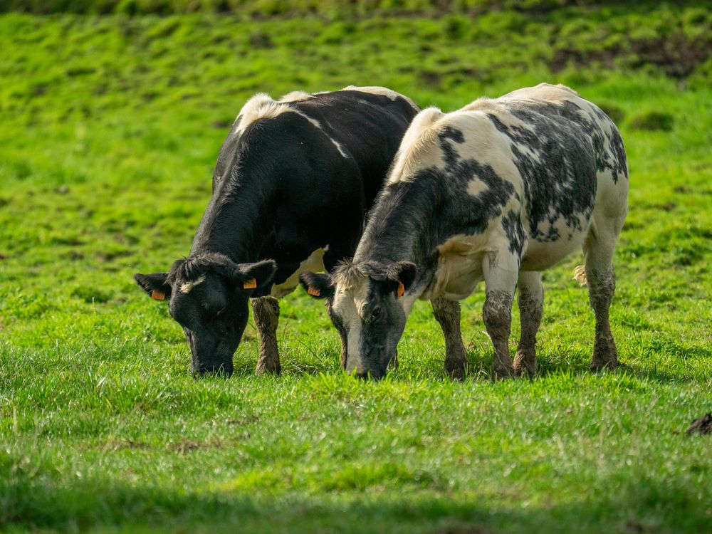 Eating Seaweed Could Make Cows Less Gassy, Slashing Methane Emissions ...