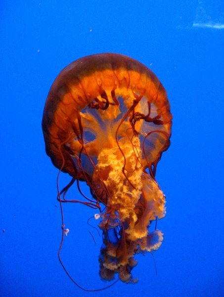 Watching the Jelly Fish with my family. | Smithsonian Photo Contest ...