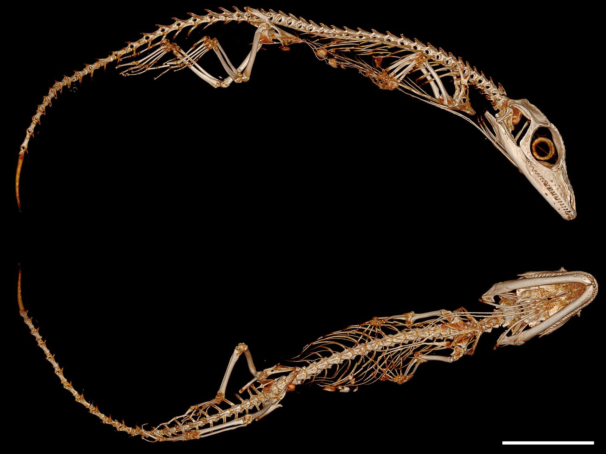 How a 162-Year-Old Specimen Helped Prove the Existence of an ...