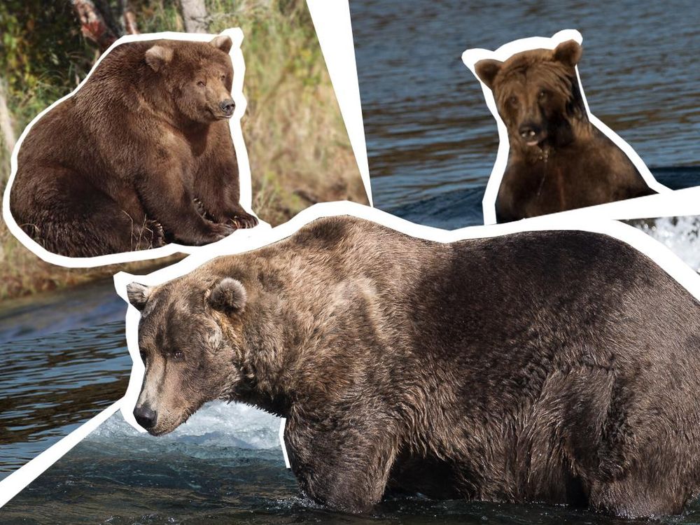 Time to Get Jiggily With it, Fat Bear Week Is Upon Us