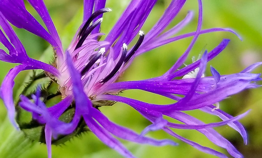 Wild purple flower profile | Smithsonian Photo Contest | Smithsonian ...
