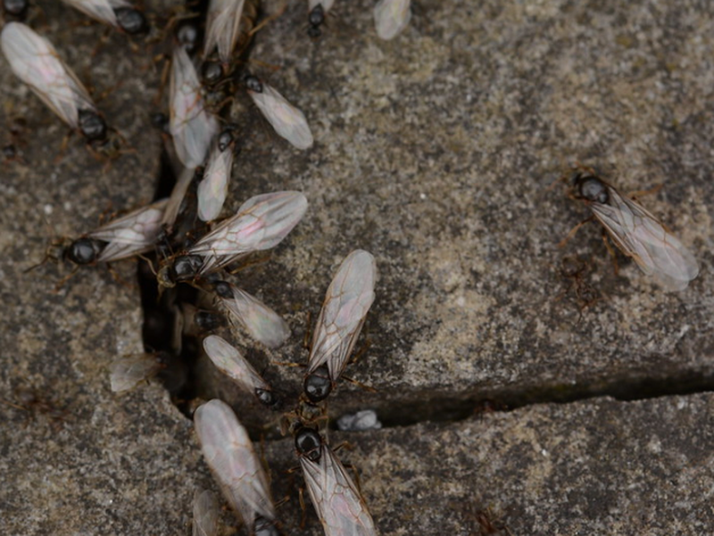 Winged Ants