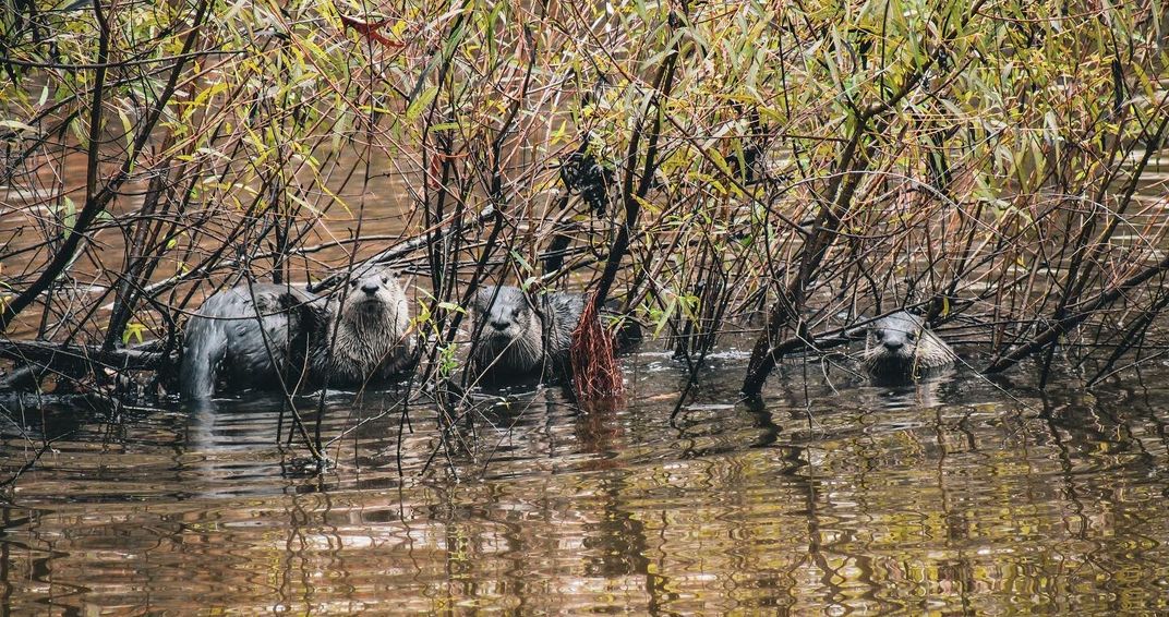 A family of otters sitting on a tree | Smithsonian Photo Contest ...