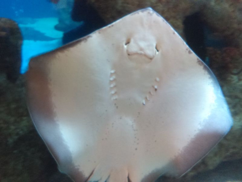 Smiling Ray | Smithsonian Photo Contest | Smithsonian Magazine