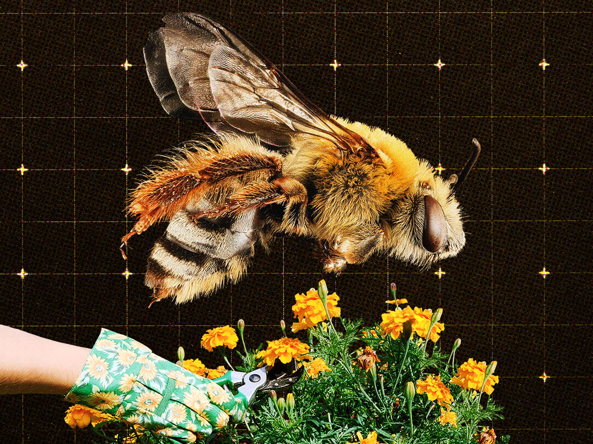 The Swarm of People Intent on Saving Our Bees