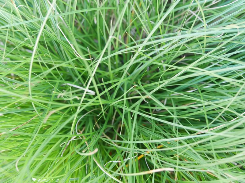 Indigenous Grass | Smithsonian Photo Contest | Smithsonian Magazine