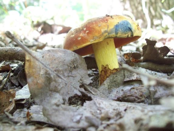 Walking through the woods came across this toadstool. Found it quite ...