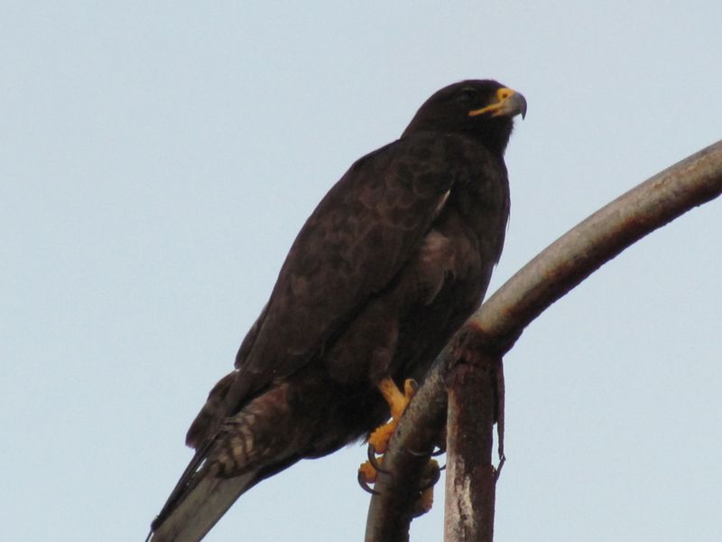 Galapagos Hawk: the Islands only Natural Predator | Smithsonian Photo ...