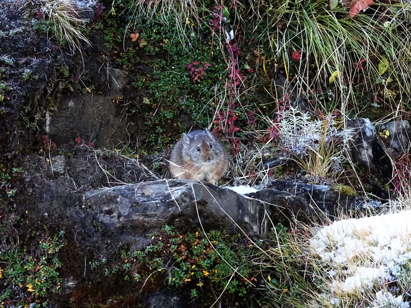 Mountain Mouse. | Smithsonian Photo Contest | Smithsonian Magazine