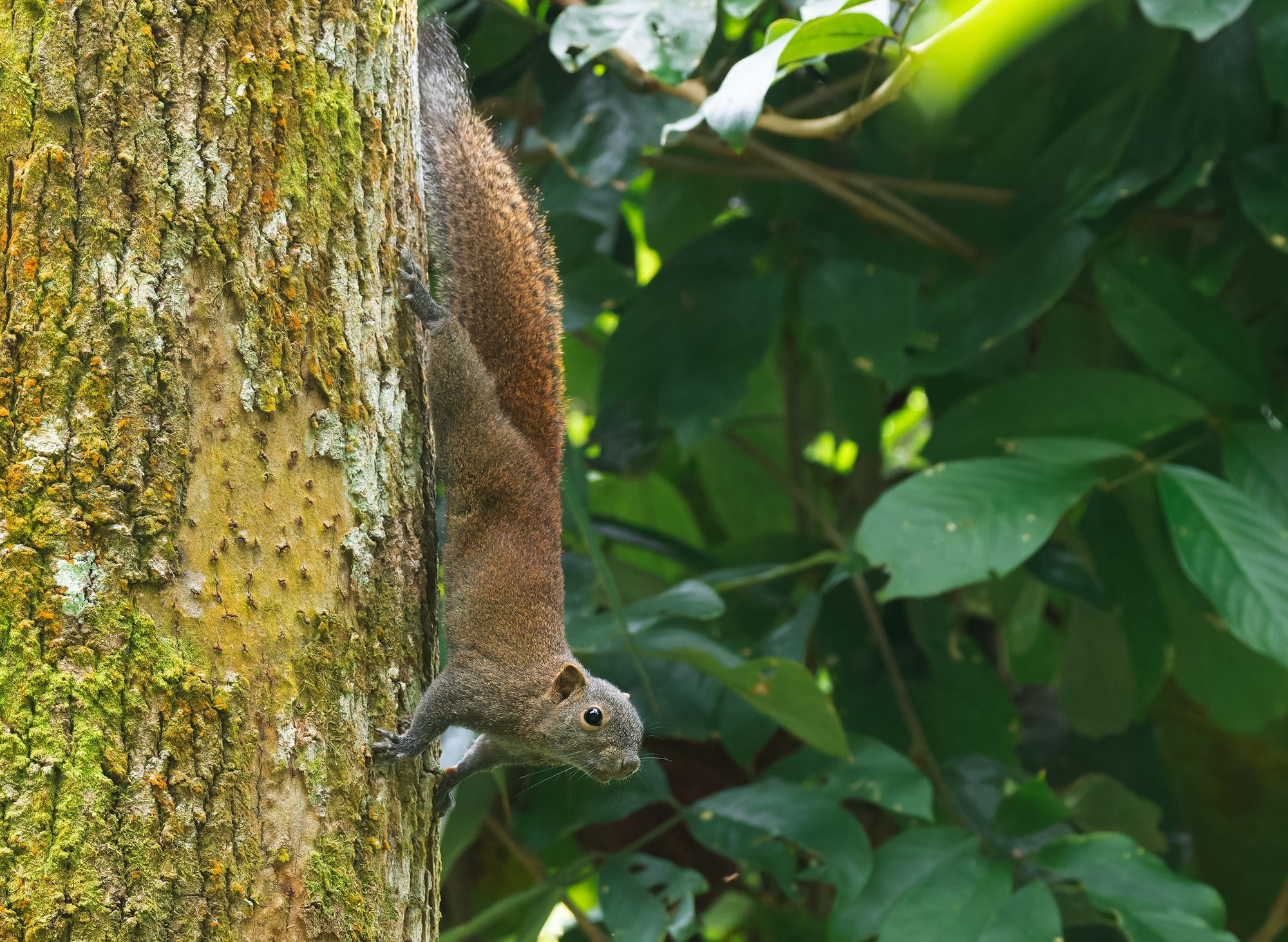 Scientists at the National Museum of Natural History Discover Two ...