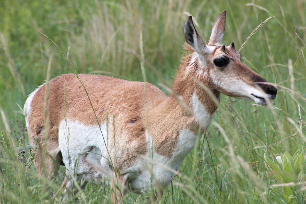 Wind Cave Pronghorn | Smithsonian Photo Contest | Smithsonian Magazine