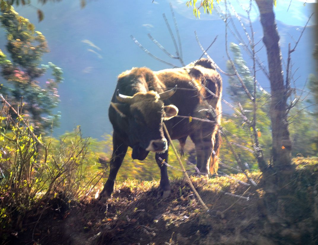 Peruvian Cow in field, photo taken from moving train. | Smithsonian ...