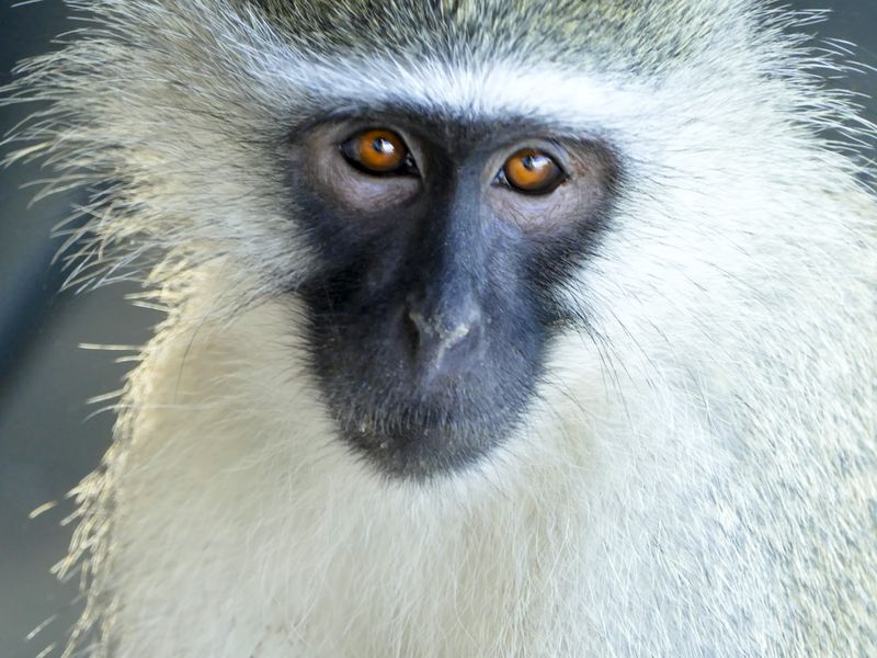 Monkey portrait | Smithsonian Photo Contest | Smithsonian Magazine