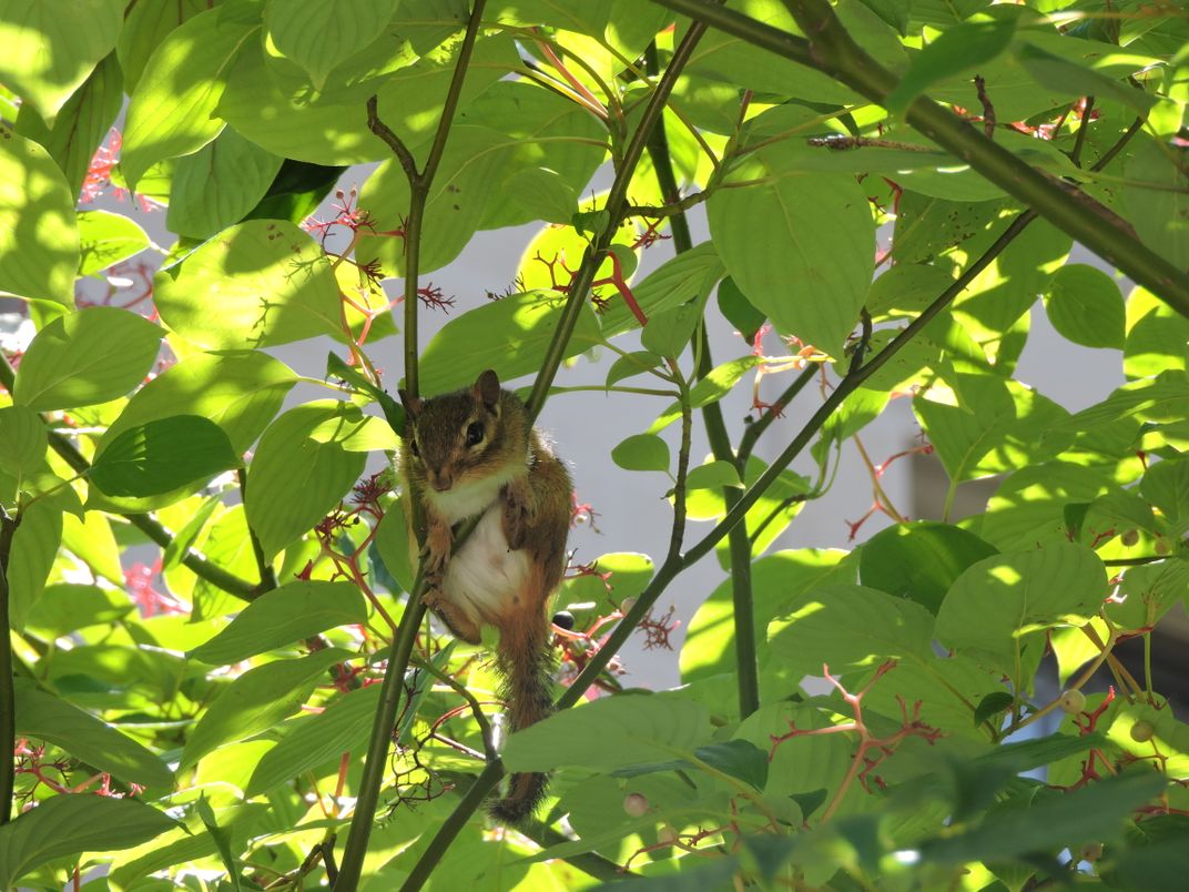 Young Chipmunk in Tree | Smithsonian Photo Contest | Smithsonian Magazine