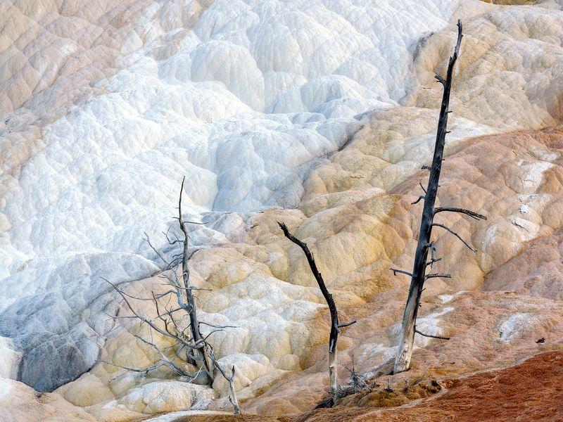 The last trees | Smithsonian Photo Contest | Smithsonian Magazine