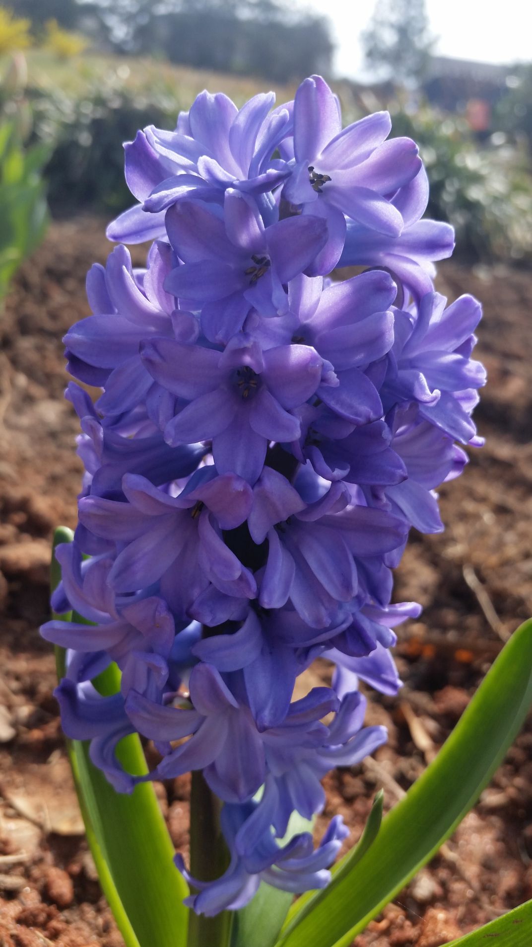 Hyacinth | Smithsonian Photo Contest | Smithsonian Magazine