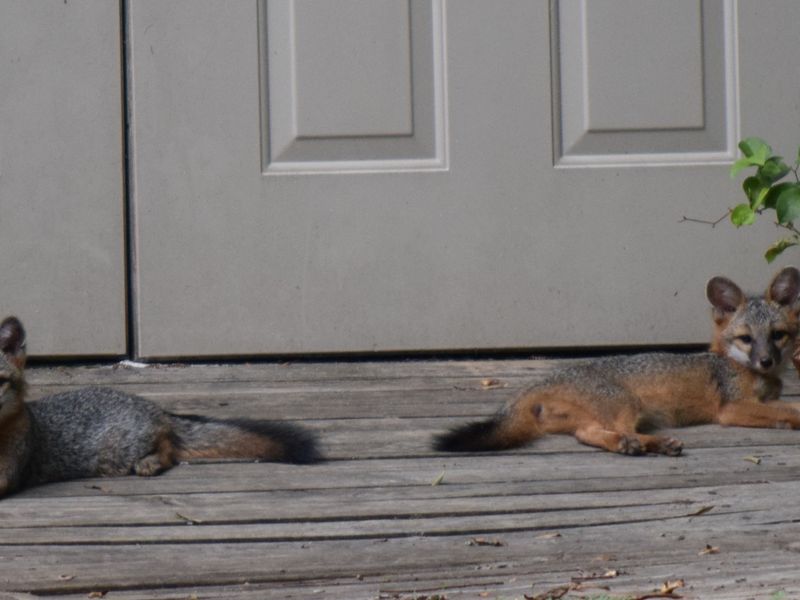 Red Fox Kits - Stem NC | Smithsonian Photo Contest | Smithsonian Magazine