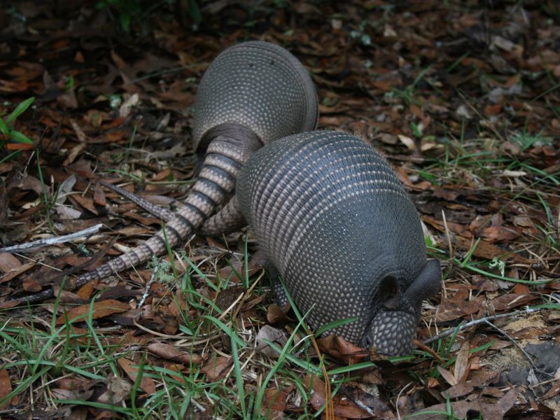 Armadillo siblings hunting for a meal. | Smithsonian Photo Contest ...