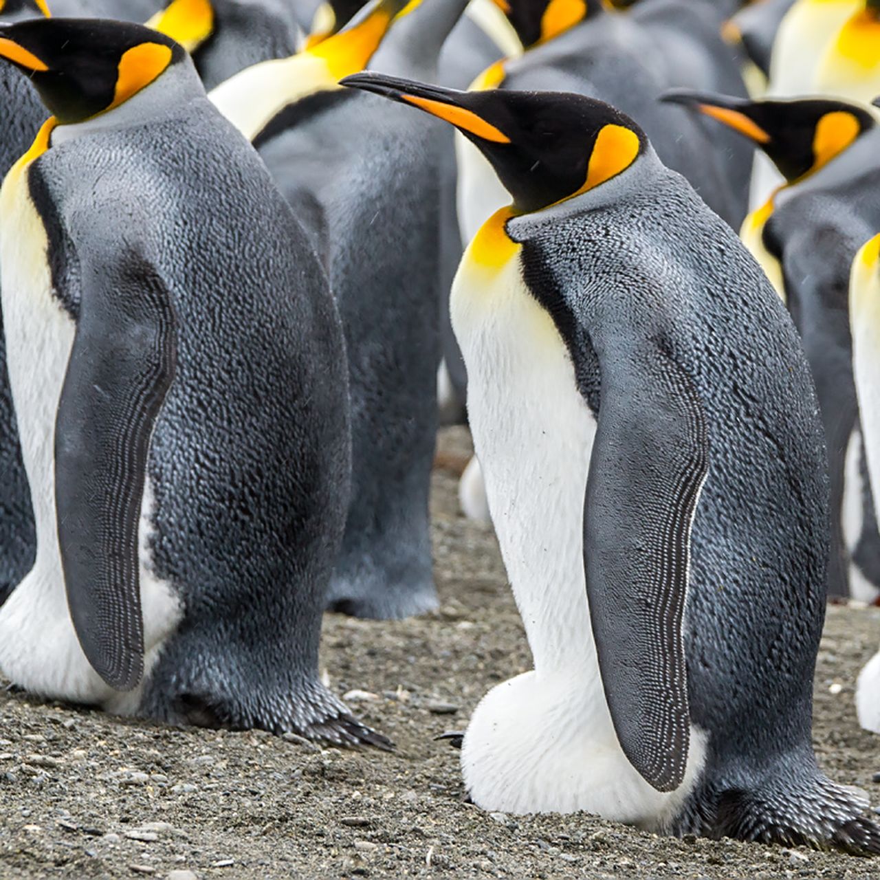 emperor penguin egg development