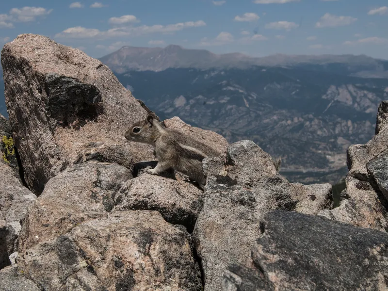 Rocky Mountain Squirrel | Smithsonian Photo Contest | Smithsonian Magazine