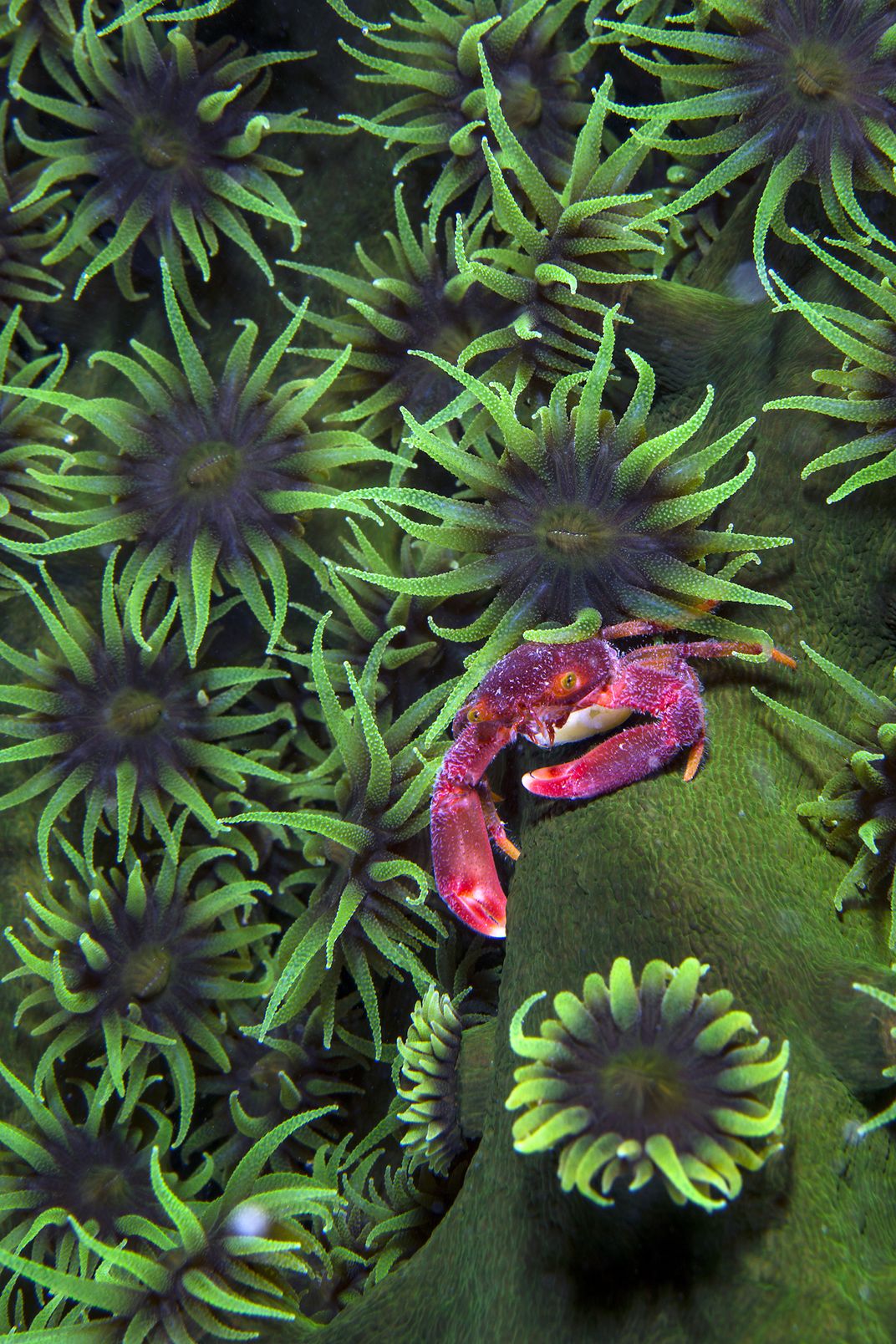 A small red crab among the polyps of the green Hard Coral Tubastea ...