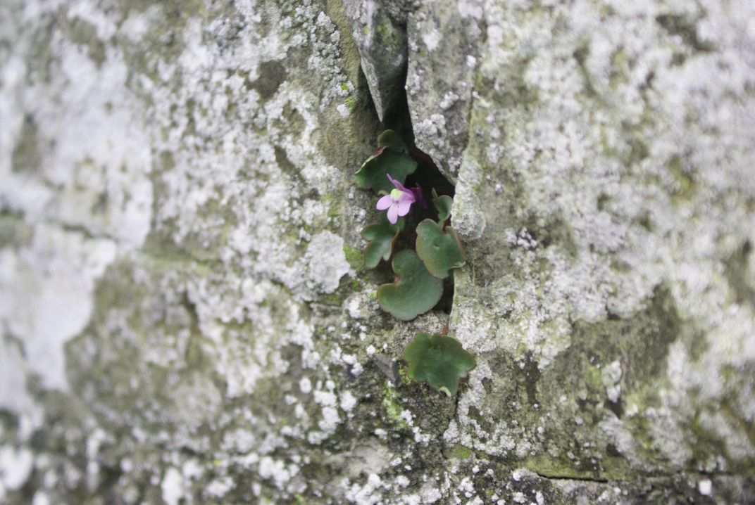 Flower beginning to bloom. | Smithsonian Photo Contest | Smithsonian ...