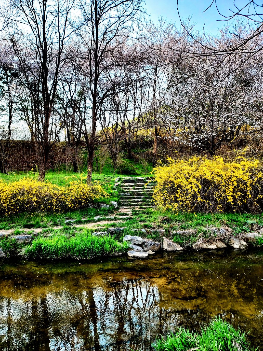 The breaking of Spring at Incheon Central Park | Smithsonian Photo ...