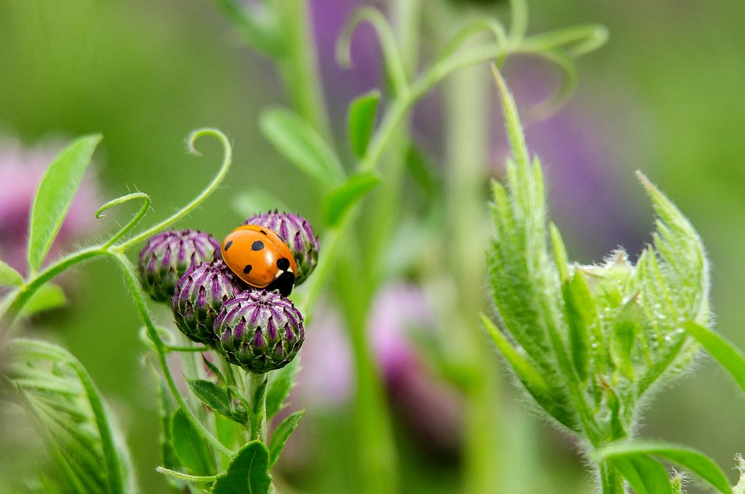 Ladybug Landscape | Smithsonian Photo Contest | Smithsonian Magazine