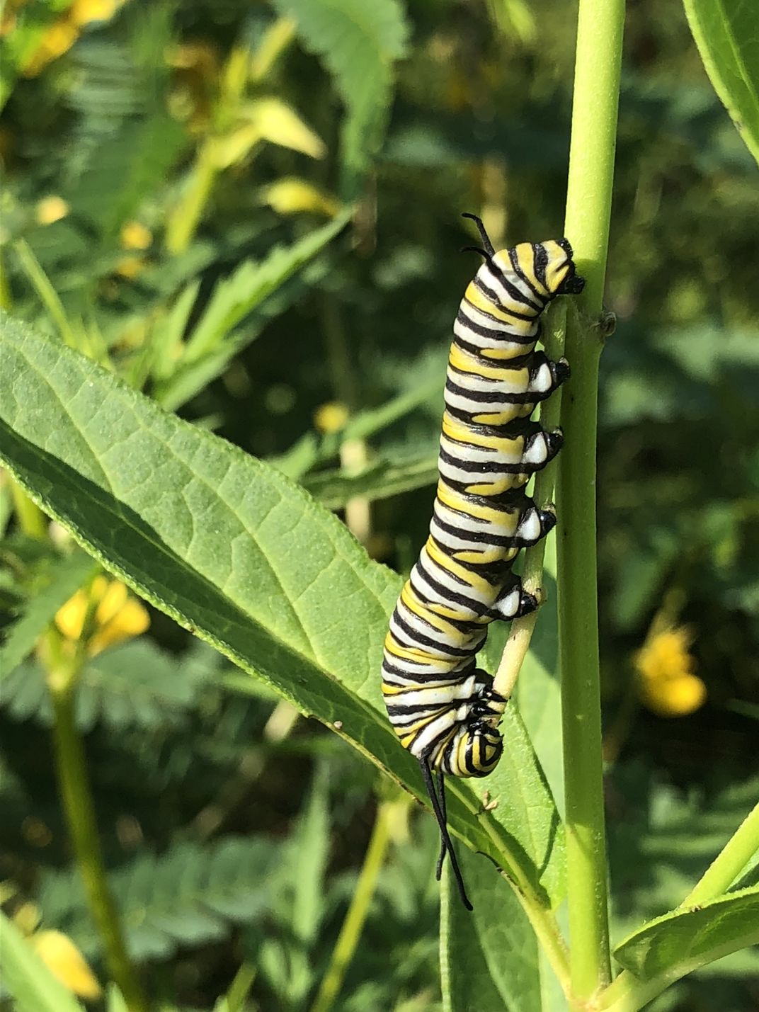 Monarch Cat on Milkweed | Smithsonian Photo Contest | Smithsonian Magazine