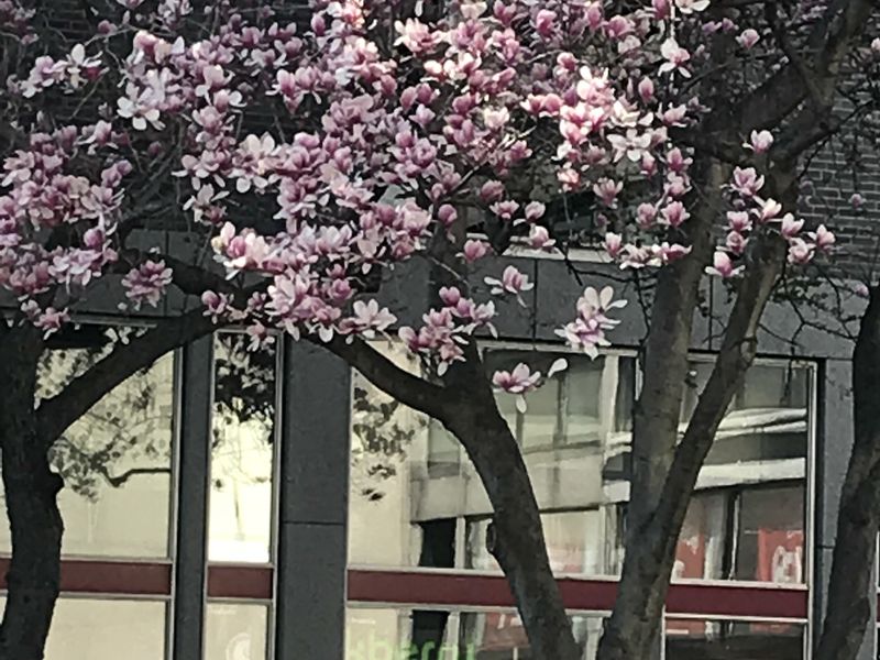 Magnolia tree at Boston University campus | Smithsonian Photo Contest ...