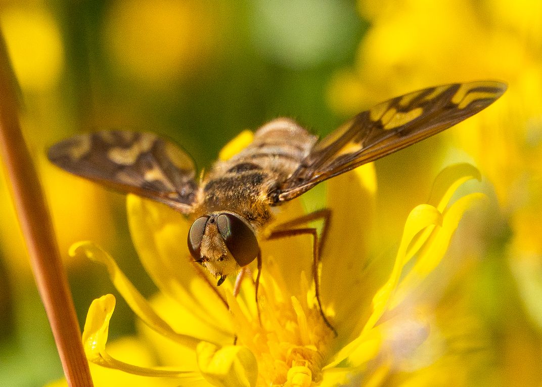 Lesser Known Bee Fly | Smithsonian Photo Contest | Smithsonian Magazine