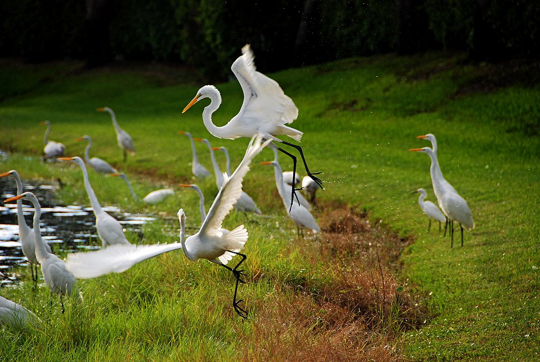 PERFORMING - An unforgettable moment seeing hundreds of birds gathered ...