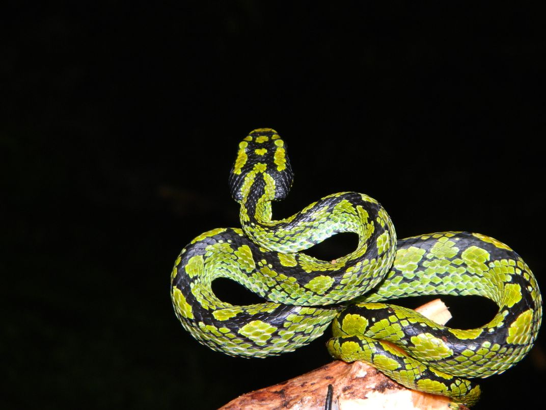 Green Pit Viper in the Beautiful Rainforest Valley of Aranayake, Sri ...