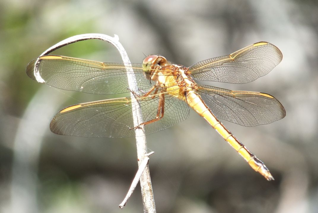 Golden Wing Dragonfly at rest | Smithsonian Photo Contest | Smithsonian ...