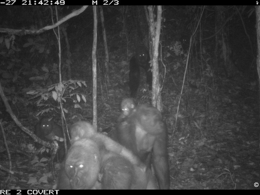 cross river gorilla predators
